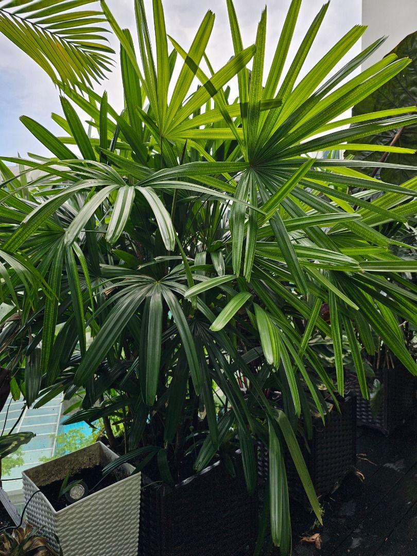 rhapis excelsa (lady palm) palm tree in decorative pot - 1m50 in height ...