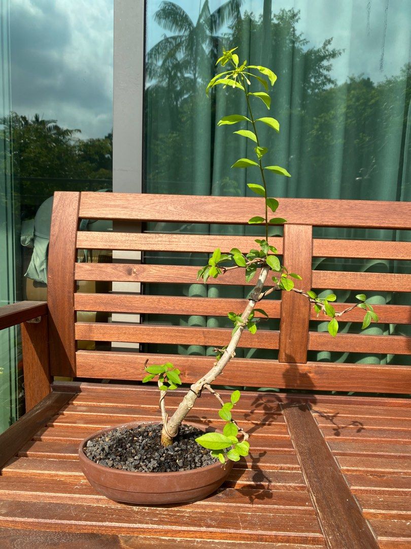 Shui mei shuimei bonsai Wrightia Religiosa local breed water jasmine ...