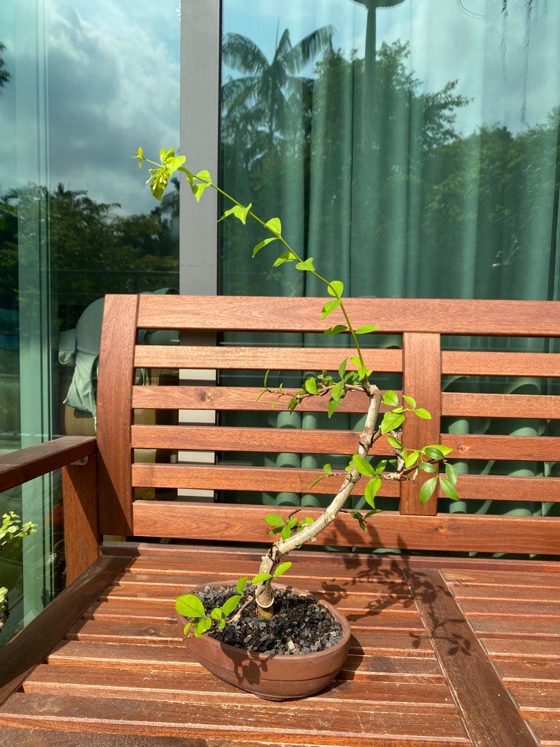 Shui mei shuimei bonsai Wrightia Religiosa local breed water jasmine ...