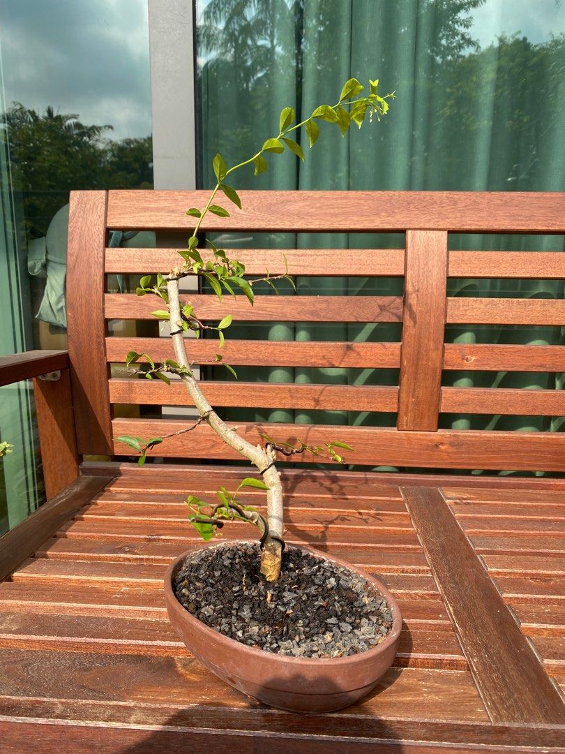 Shui mei shuimei bonsai Wrightia Religiosa local breed water jasmine ...