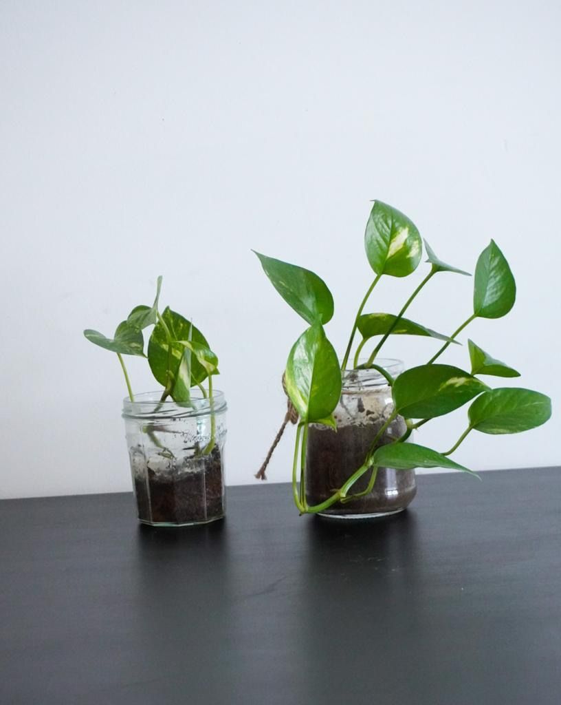 Small Pathos with Standing Vase, Furniture & Home Living, Gardening ...