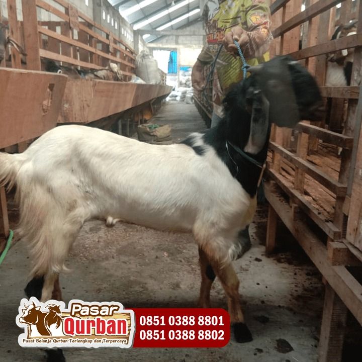 Wa 0851 0388 8801 Harga Kambing Qurban 2023 on Carousell