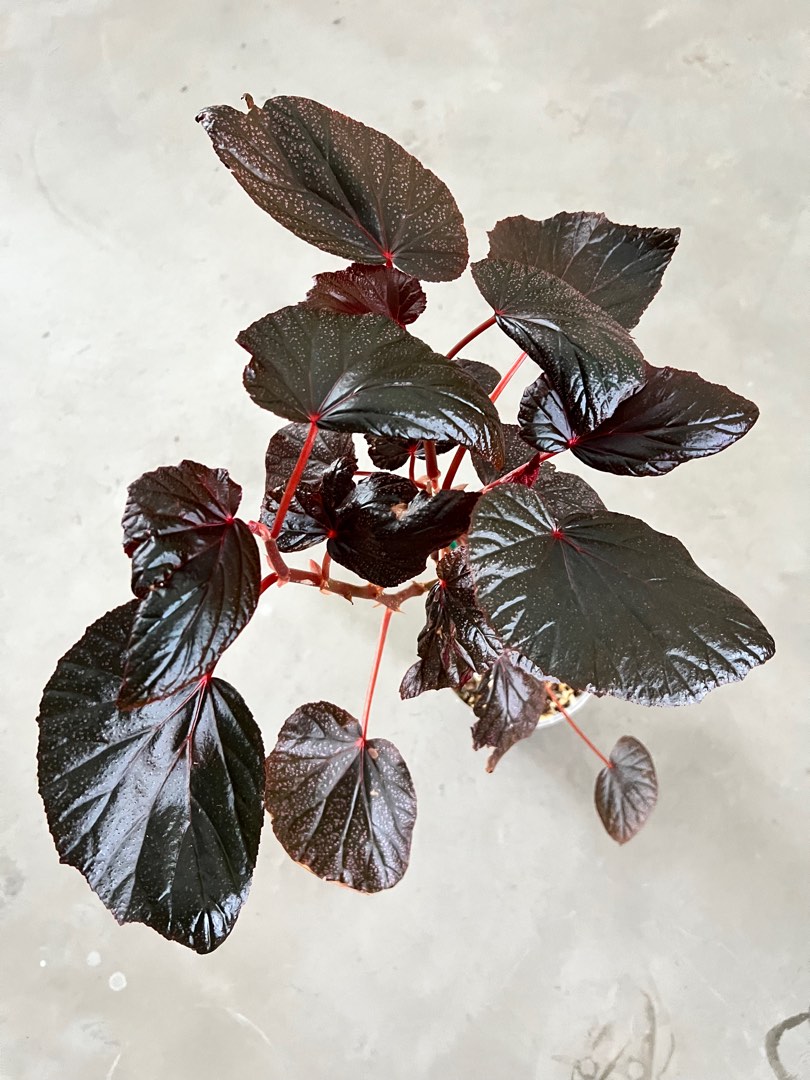 Begonia Burning Bush Pot 2, Furniture & Home Living, Gardening, Plants ...