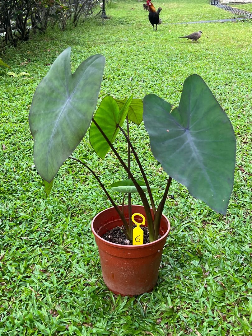 Colocasia Black magic plant, Furniture & Home Living, Gardening, Plants ...