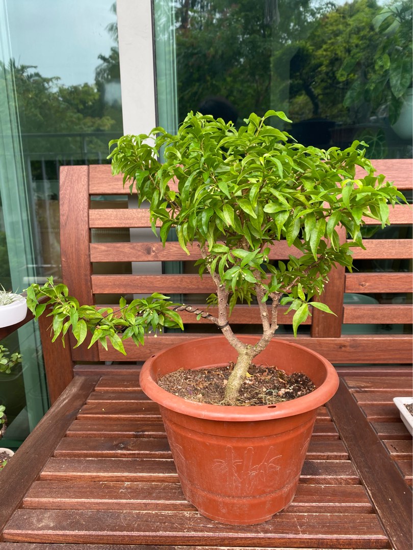 Double petal flower Shui mei shuimei bonsai Wrightia Religiosa nursery ...