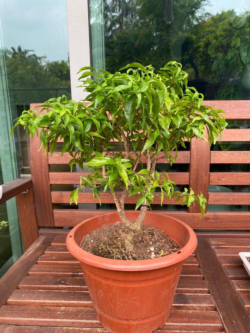 Double petal flower Shui mei shuimei bonsai Wrightia Religiosa nursery ...