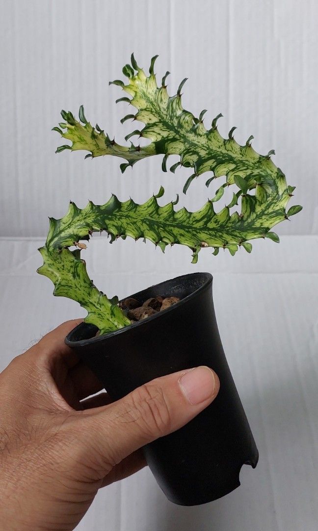 Euphorbia lactea variegated Dragon Bone plant, Furniture & Home Living ...