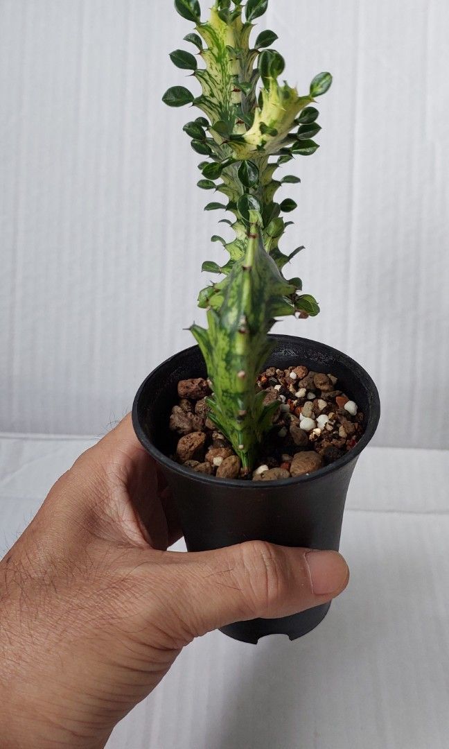 Euphorbia lactea variegated Dragon Bone plant, Furniture & Home Living ...