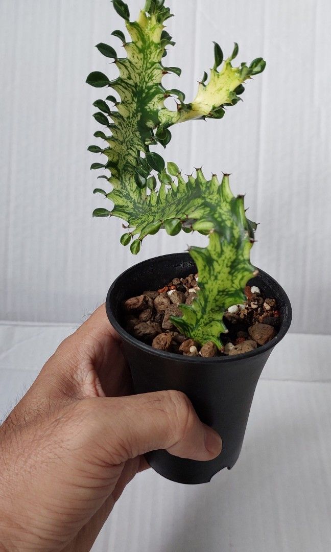 Euphorbia lactea variegated Dragon Bone plant, Furniture & Home Living ...