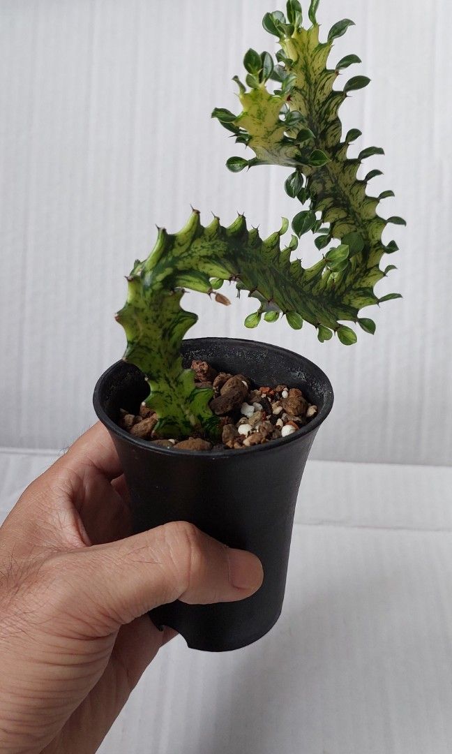 Euphorbia lactea variegated Dragon Bone plant, Furniture & Home Living ...