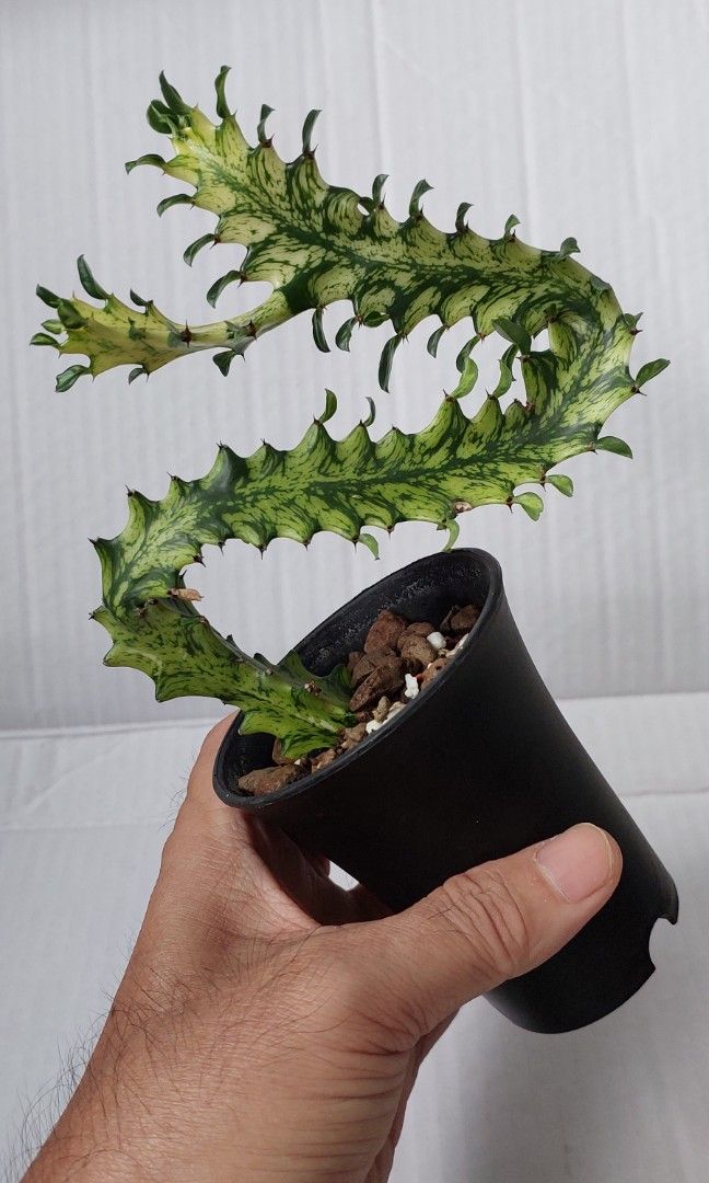 Euphorbia lactea variegated Dragon Bone plant, Furniture & Home Living ...