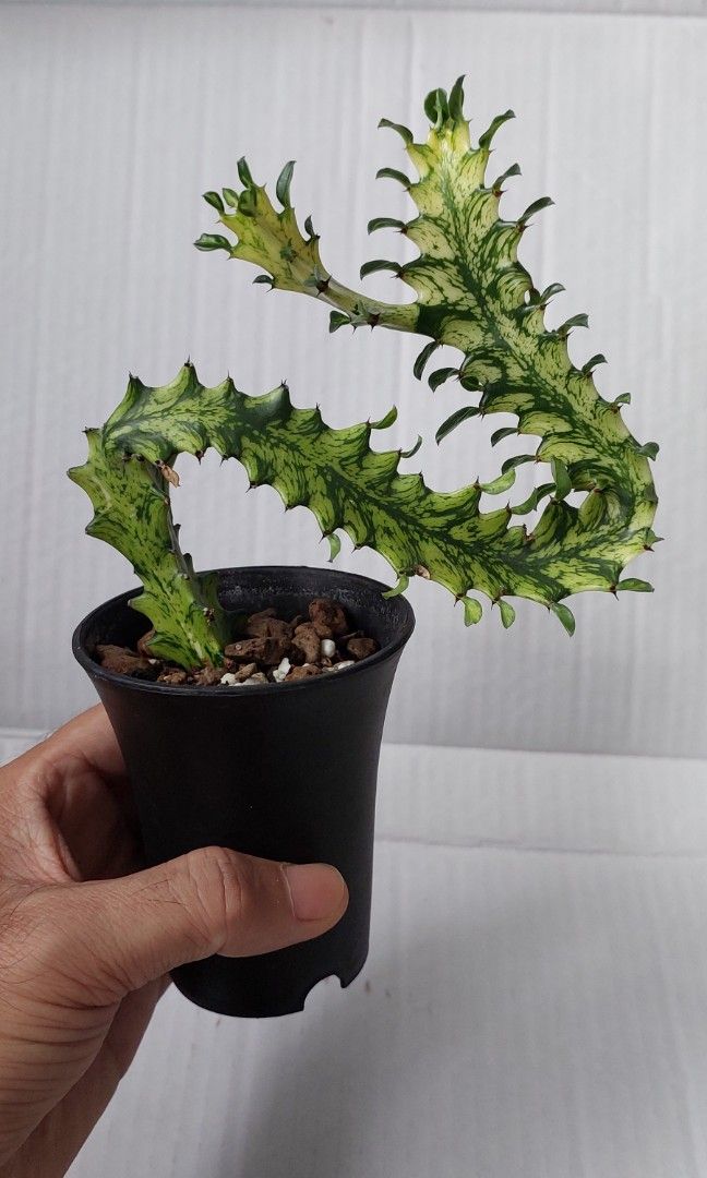 Euphorbia lactea variegated Dragon Bone plant, Furniture & Home Living ...