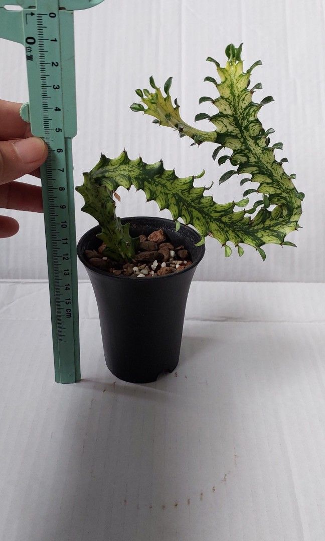 Euphorbia lactea variegated Dragon Bone plant, Furniture & Home Living ...