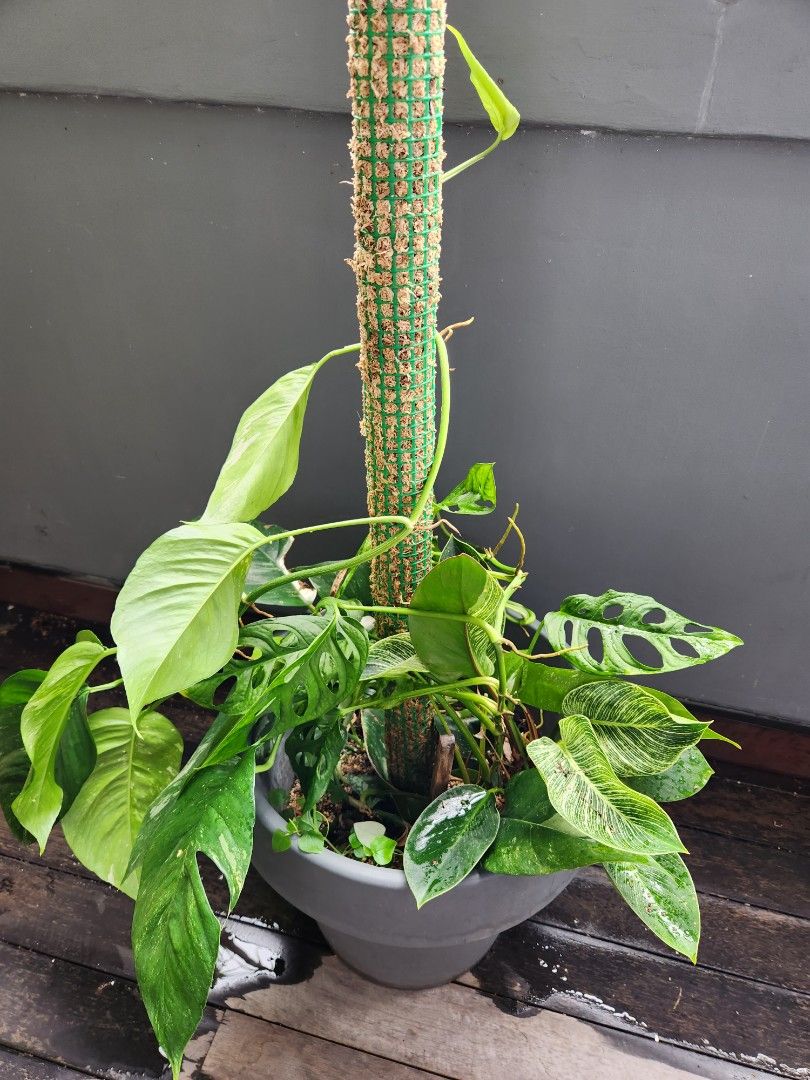 Mixed pot (Philodendron x Monstera), Furniture & Home Living, Gardening ...