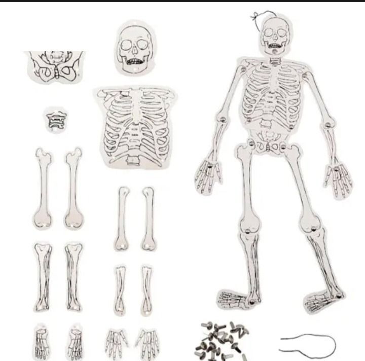 Paper Human Skeleton Small Science Experiment Educational Early ...
