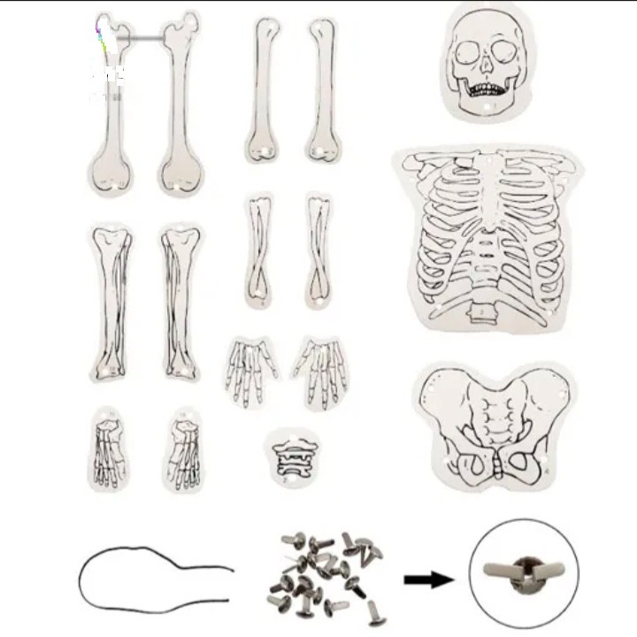 Paper Human Skeleton Small Science Experiment Educational Early ...