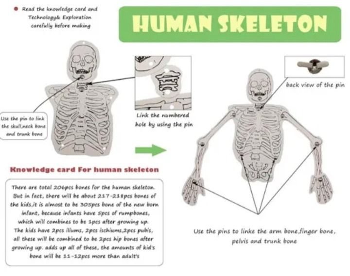 Paper Human Skeleton Small Science Experiment Educational Early ...