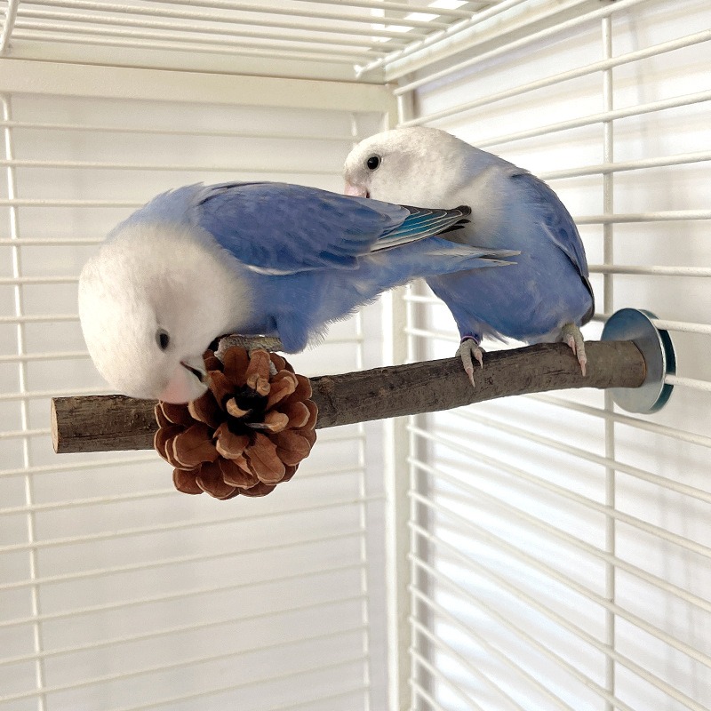 Parrot Solid Wood | Pine Cone Stand Pole | Bird Natural Material | Toy ...