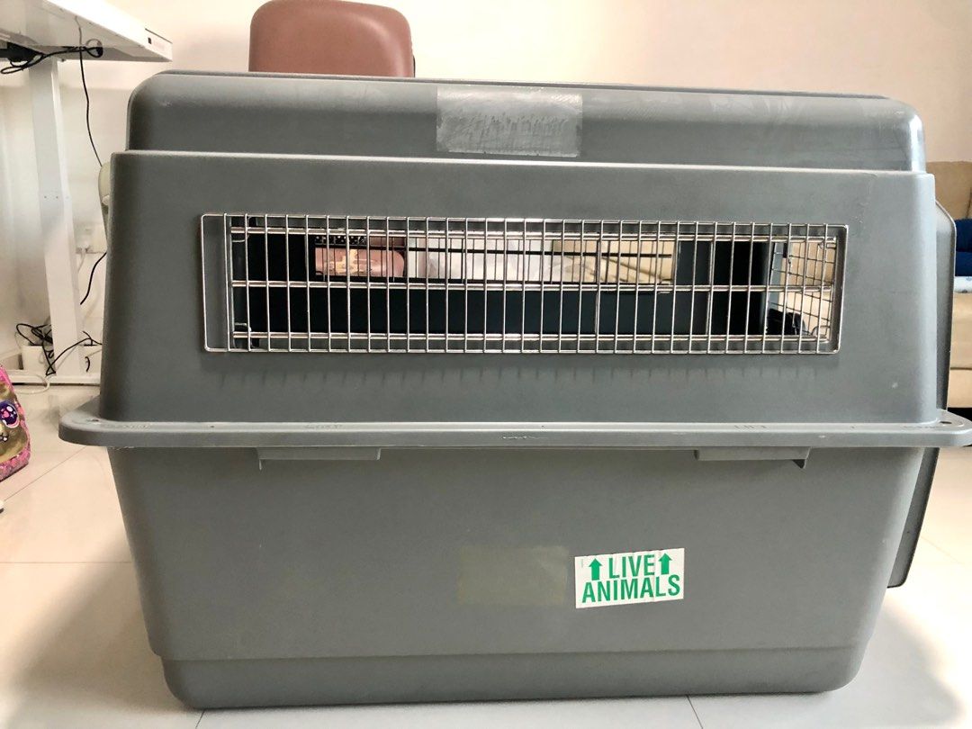 Petmate Sky Kennel Airline Crate (Large), Pet Supplies, Homes & Other ...