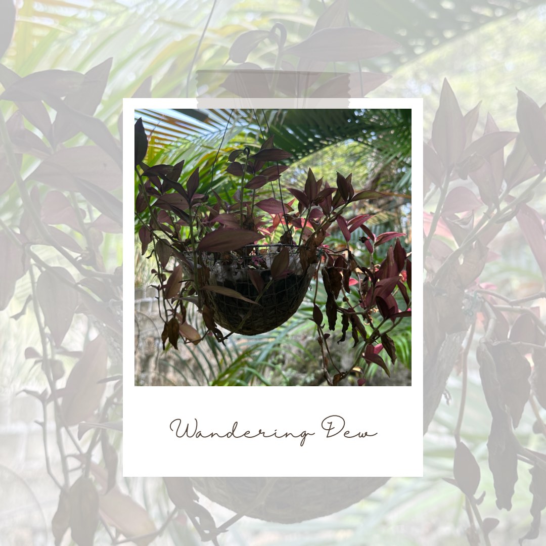 Wandering Dew in hanging pot on Carousell