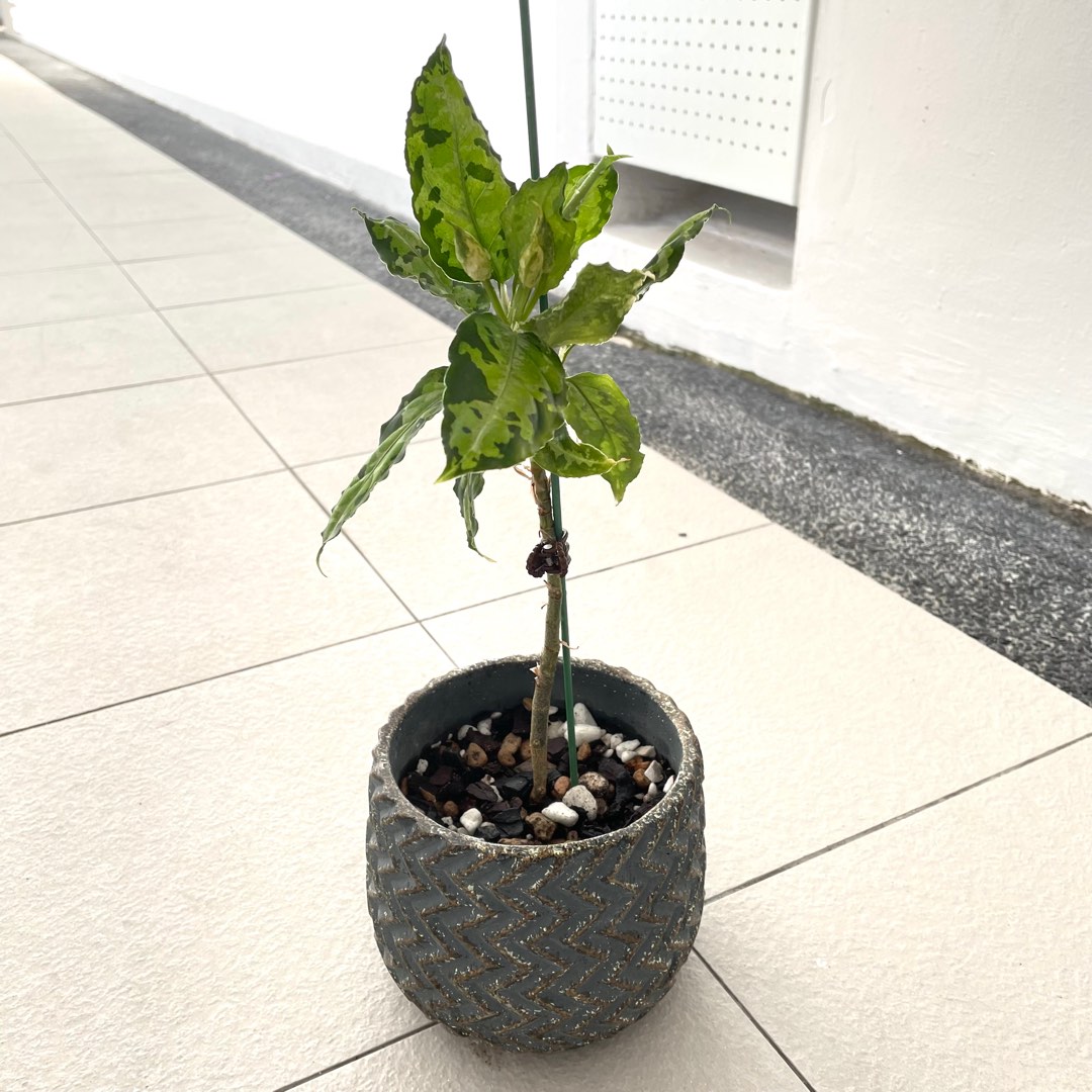 Aglaonema pictum tricolor, Furniture & Home Living, Gardening, Plants ...