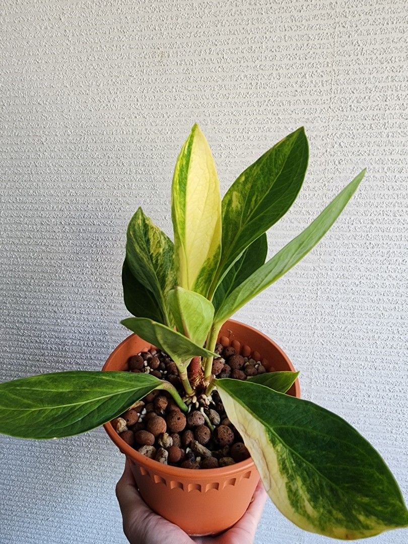 Anthurium Jenmanii Variegata Variegated Jungle indoor foliage aroid ...