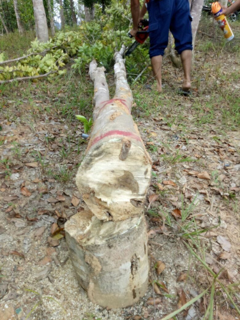 Batang pokok karas (gaharu / agarwood) sudah disuntik, Furniture & Home ...