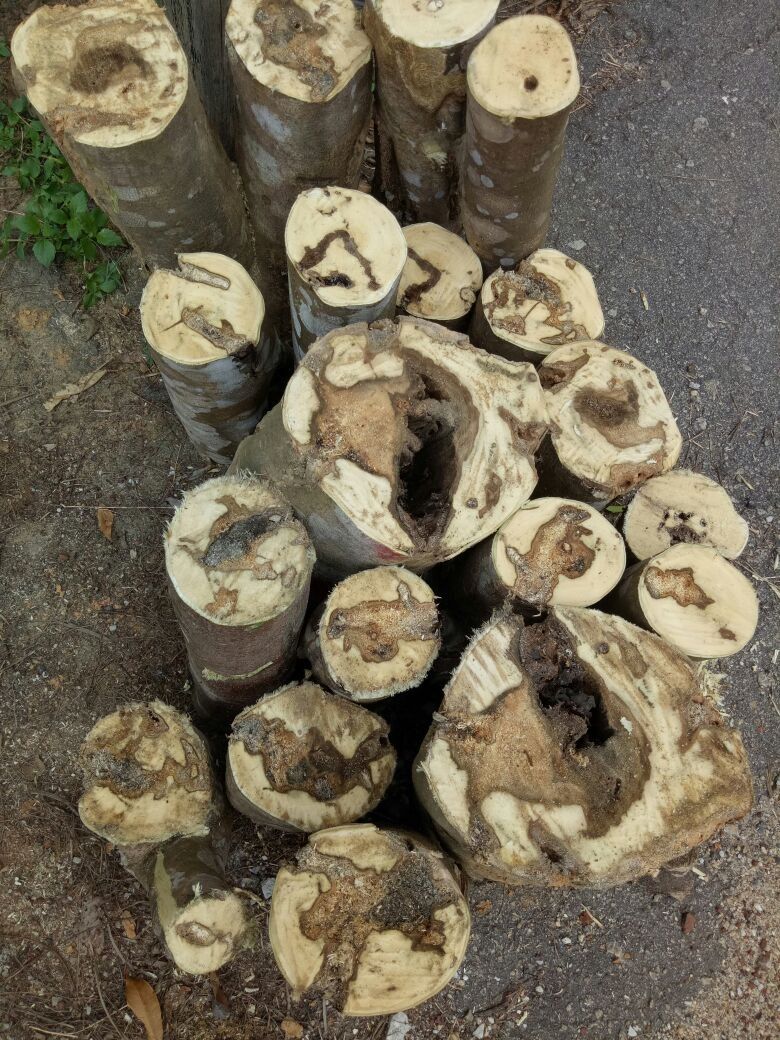 Batang pokok karas (gaharu / agarwood) sudah disuntik, Furniture & Home ...