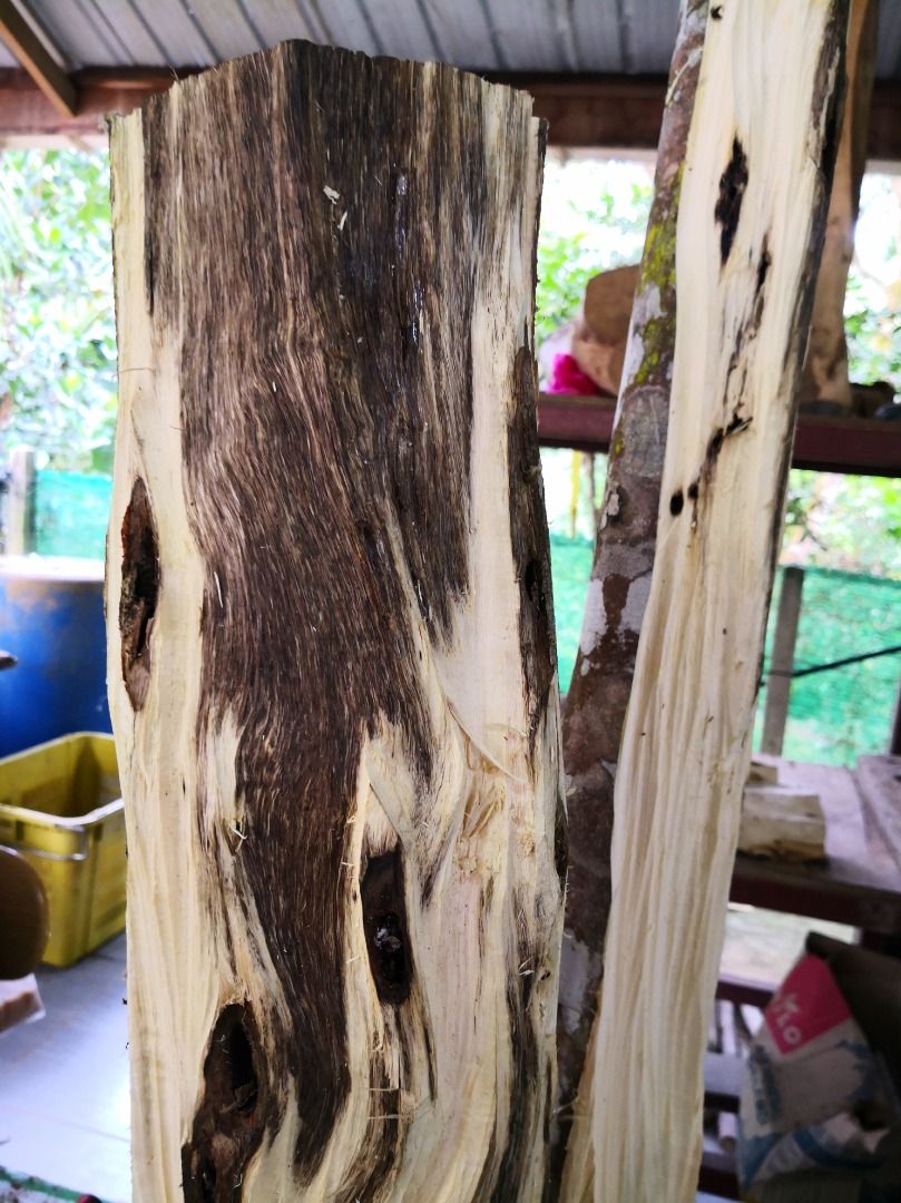 Batang pokok karas (gaharu / agarwood) sudah disuntik, Furniture & Home ...
