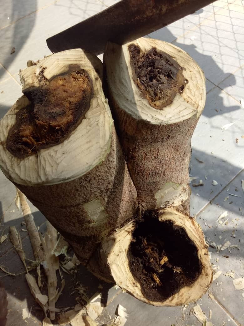 Batang pokok karas (gaharu / agarwood) sudah disuntik, Furniture & Home ...