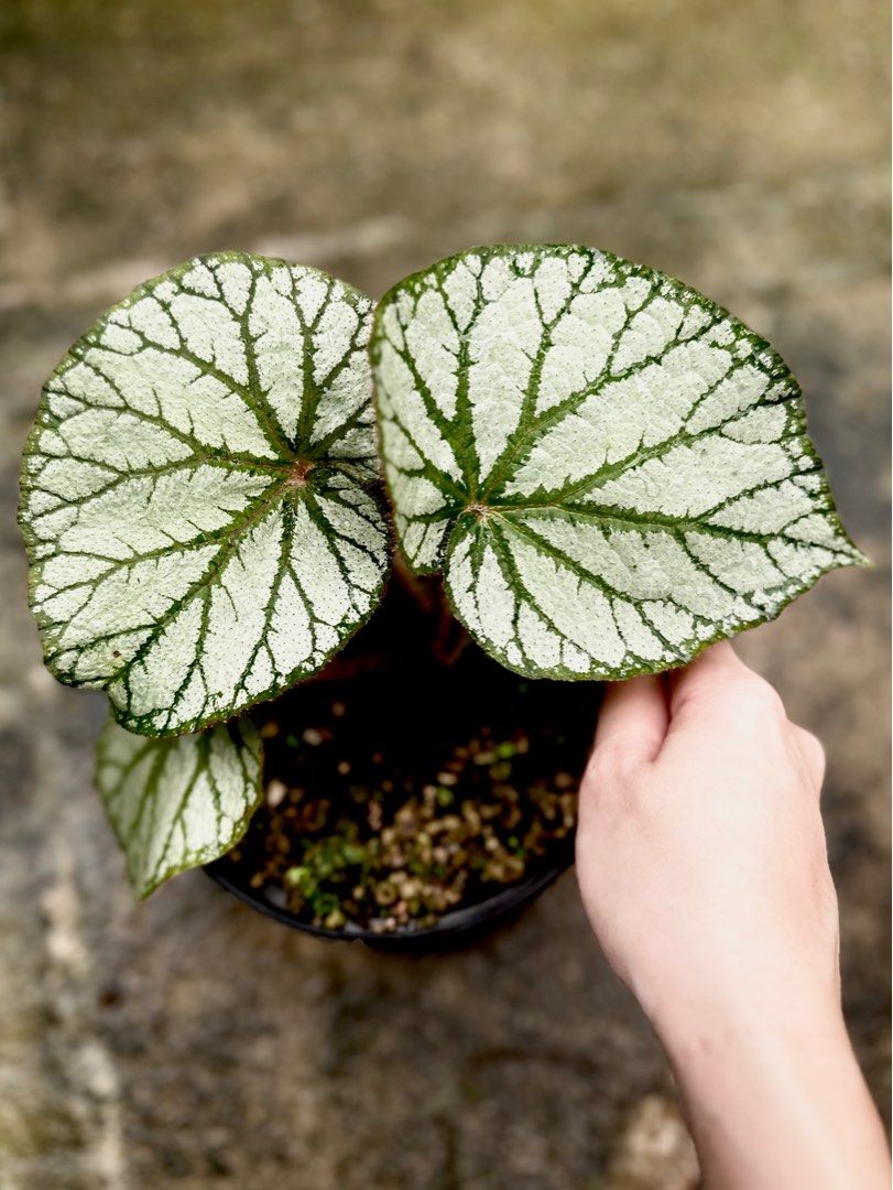 Begonia U400, Furniture & Home Living, Gardening, Plants & Seeds on ...