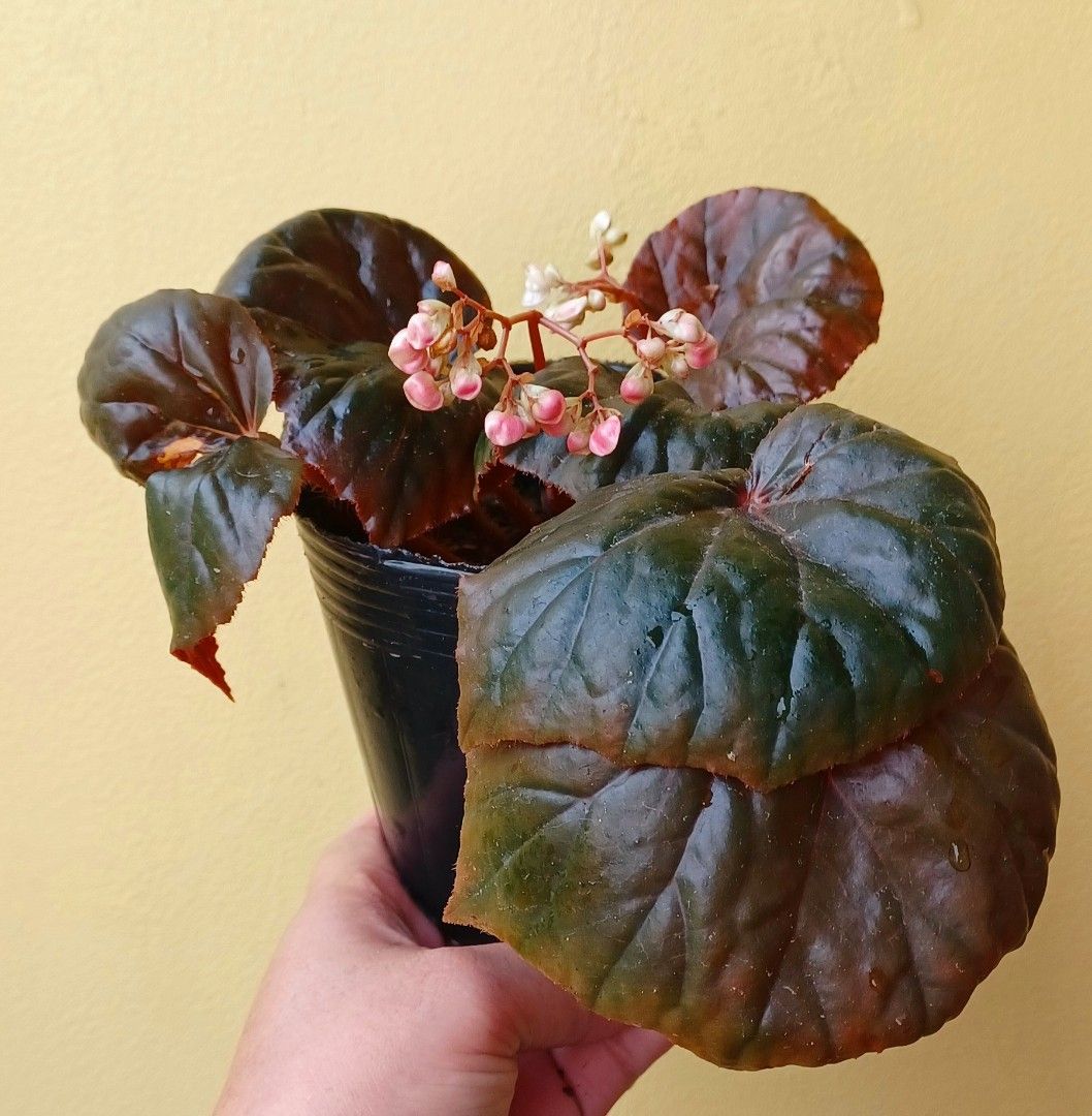 Begonia U497 Plant, Furniture & Home Living, Gardening, Plants & Seeds ...