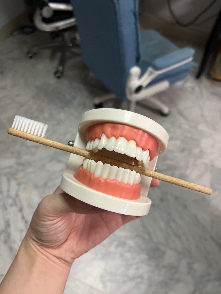 Dental Teeth Model, Beauty & Personal Care, Oral Care on Carousell