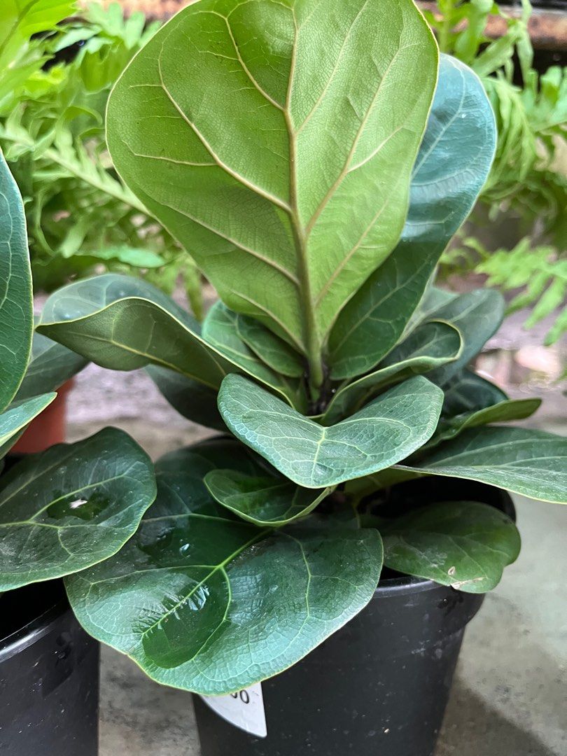 Ficus live plant, Furniture & Home Living, Gardening, Plants & Seeds on ...