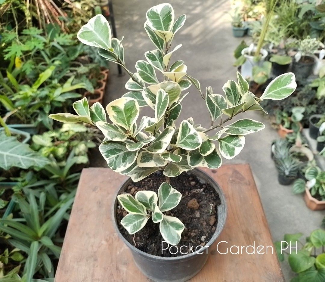 Ficus Triangularis Variegata plant on Carousell
