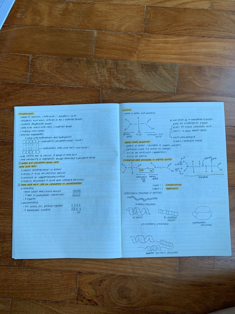 H2 biology notes, Hobbies & Toys, Books & Magazines, Textbooks on Carousell