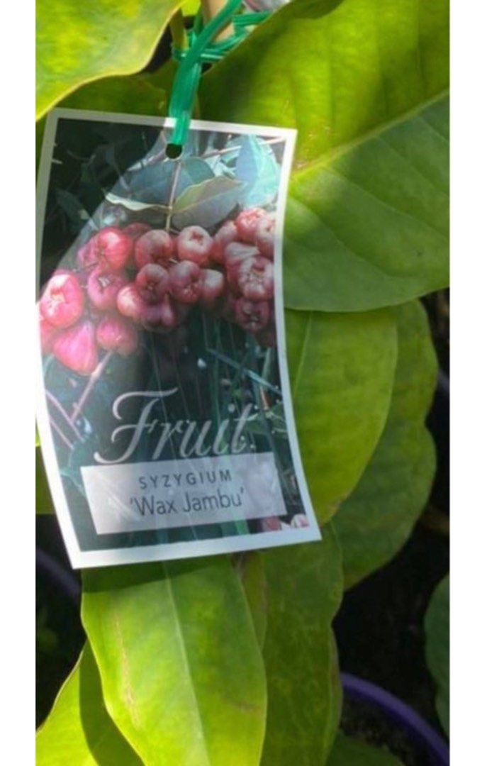 Jambu Air Syzygium Aqueum, Furniture & Home Living, Gardening, Plants ...