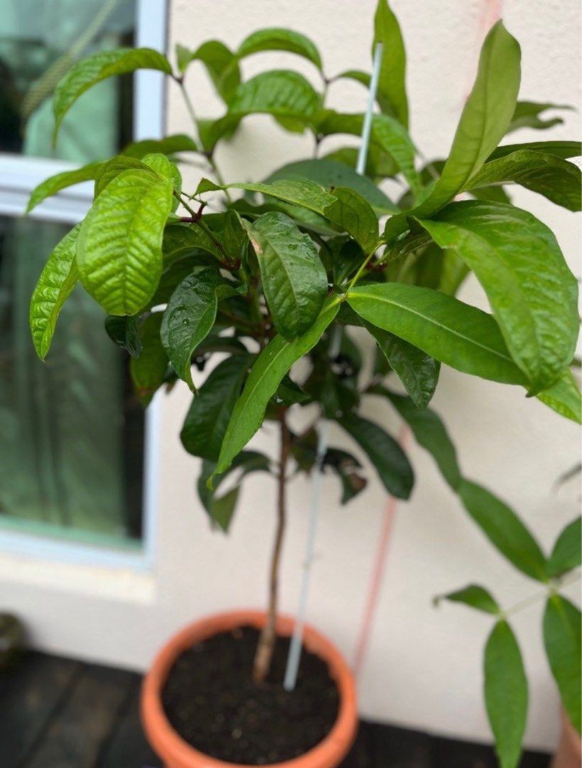 Jambu Air Syzygium Aqueum, Furniture & Home Living, Gardening, Plants ...