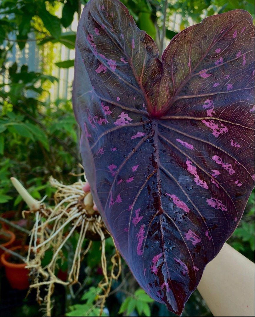 Purple caladium, Furniture & Home Living, Gardening, Plants & Seeds on ...