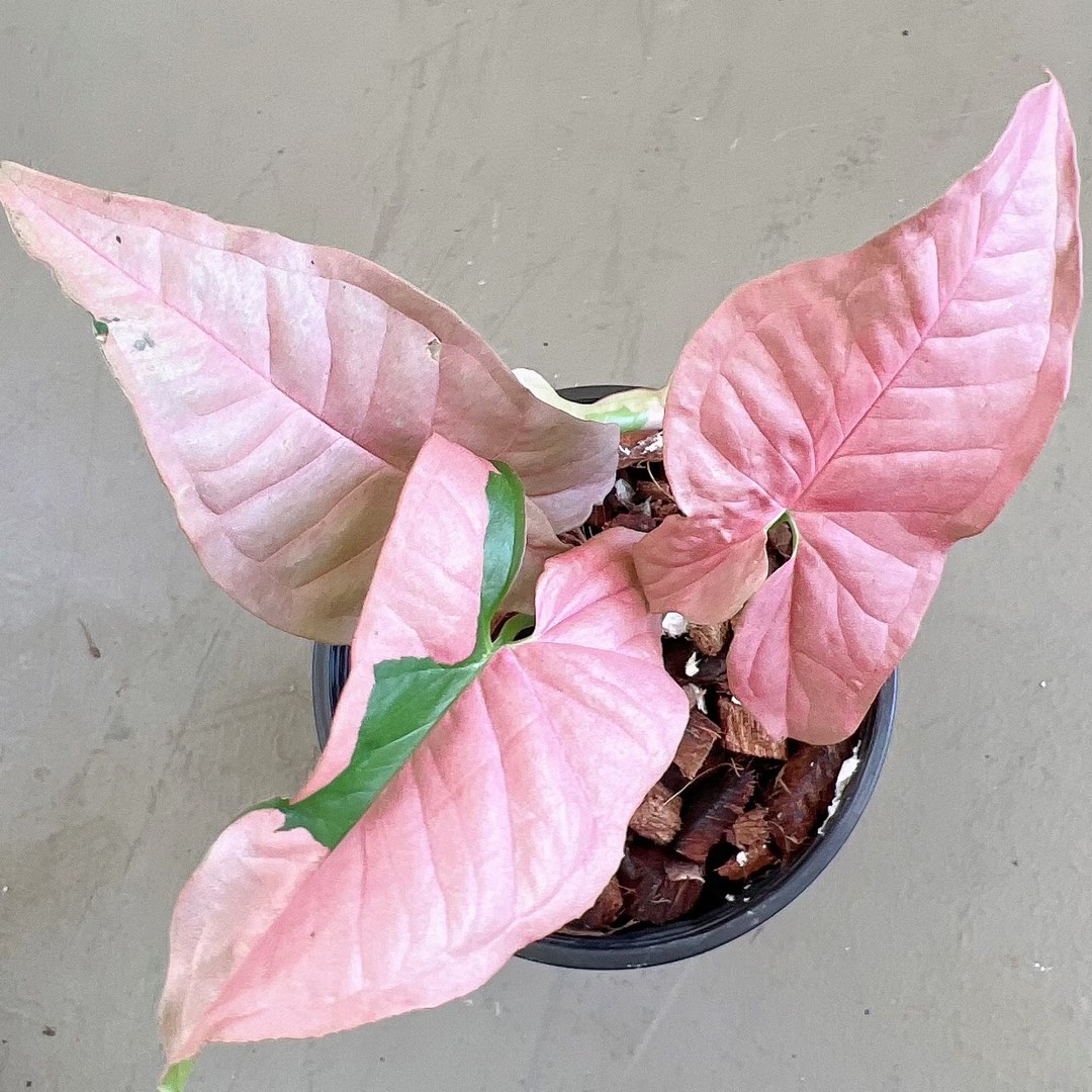 Syngonium Pink lava, Furniture & Home Living, Gardening, Plants & Seeds ...