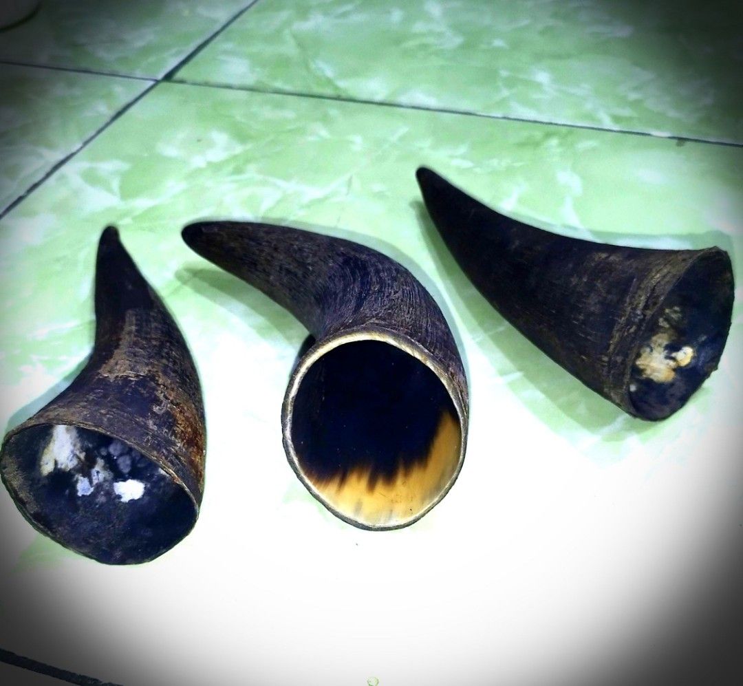 3 Tanduk kerbau asli (kering) buat pajangan, Barang Yang Dicari di ...