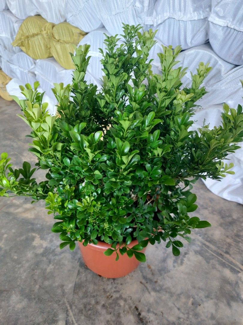 Aglaia Odorata Chinese Perfume plant (2 fts), Furniture & Home Living ...