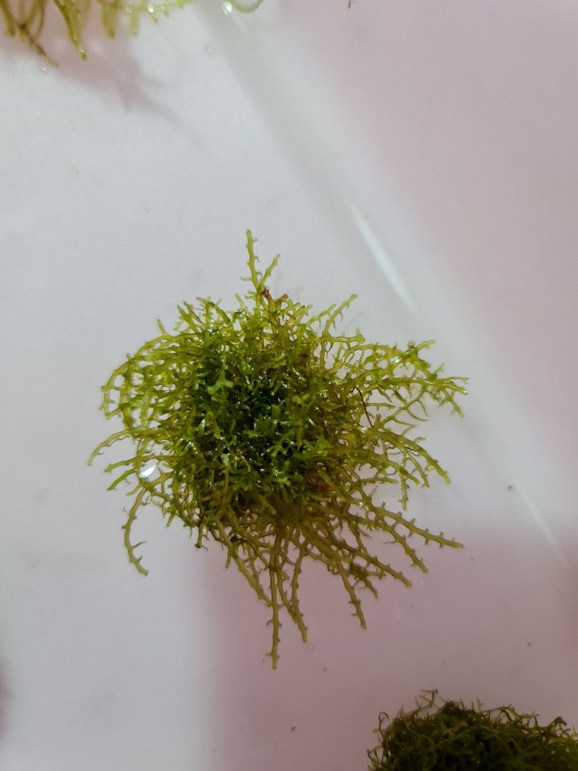 Aquarium Moss- Mini Pellia, Buce Moss, Weeping moss, Pet Supplies ...