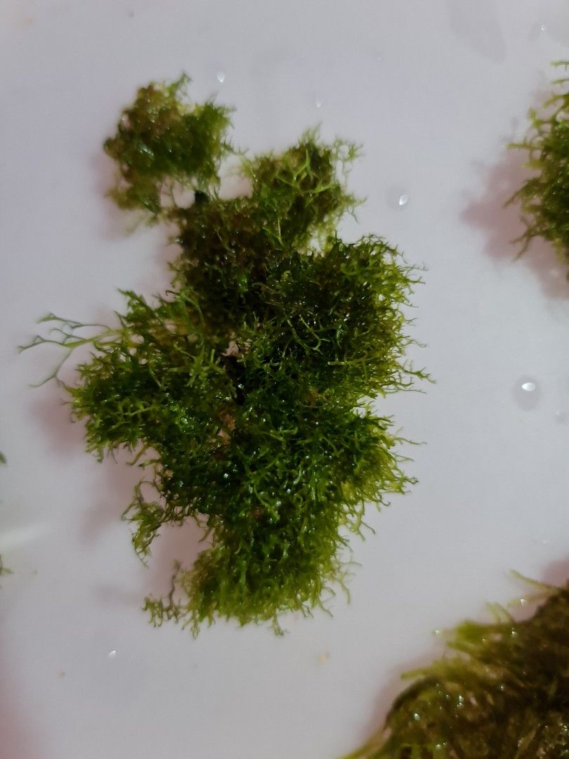 Aquarium Moss- Mini Pellia, Buce Moss, Weeping moss, Pet Supplies ...