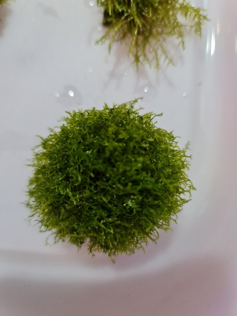 Aquarium Moss- Mini Pellia, Buce Moss, Weeping moss, Pet Supplies ...