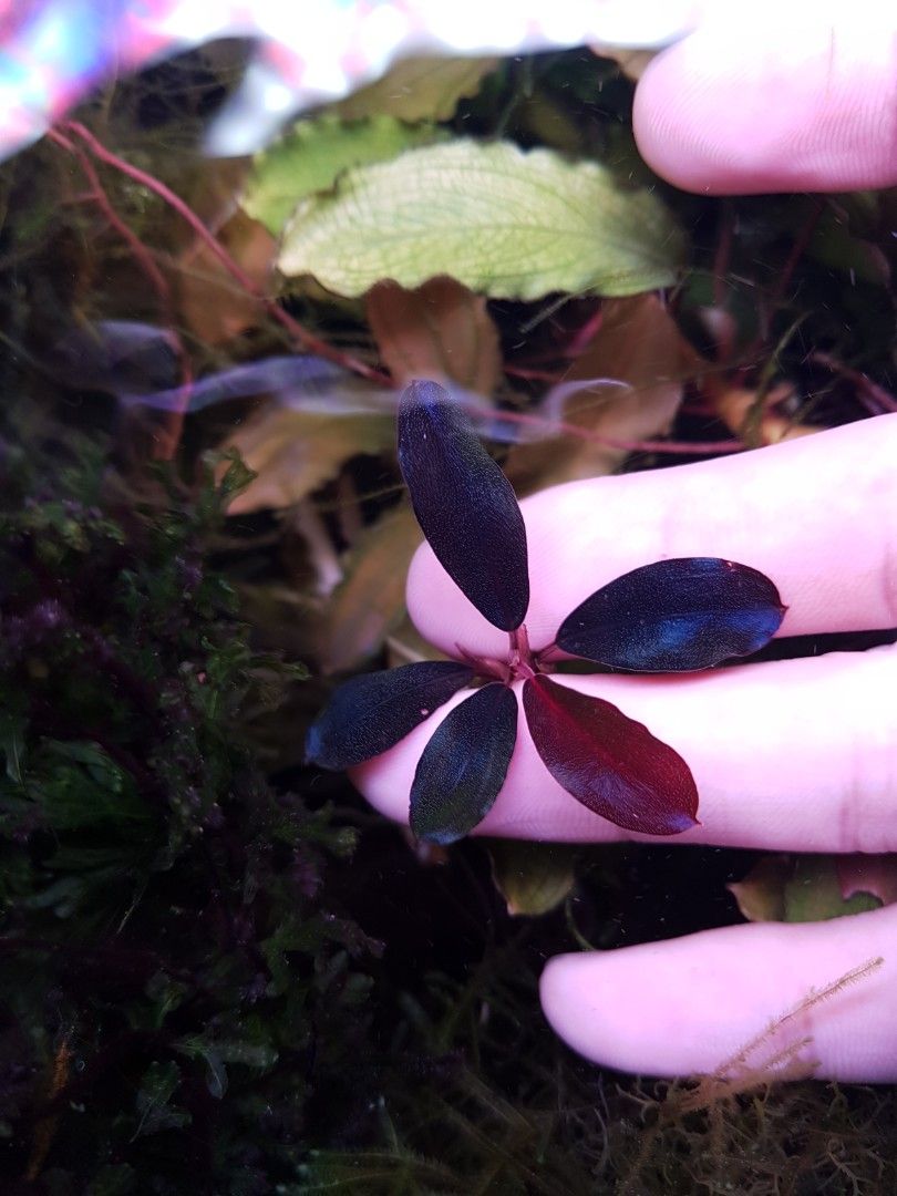 Bucephalandra sp. Black Angel, Furniture & Home Living, Gardening ...