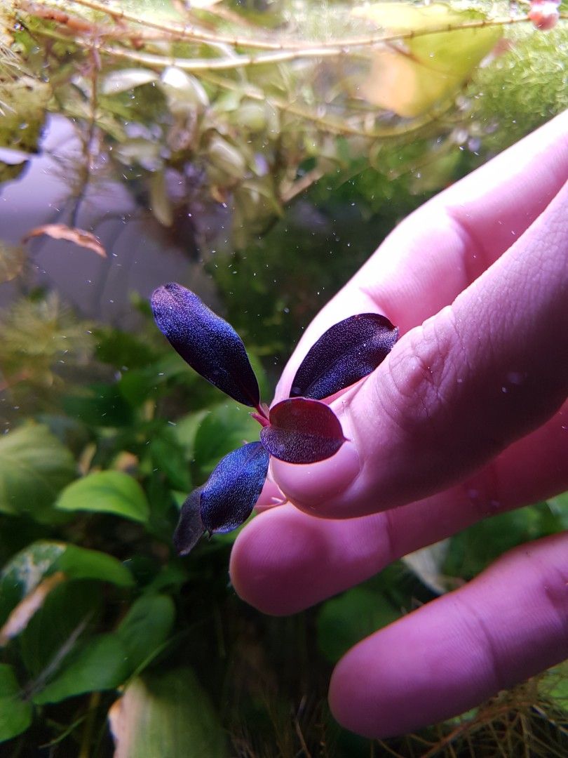 Bucephalandra sp. Black Angel, Furniture & Home Living, Gardening ...