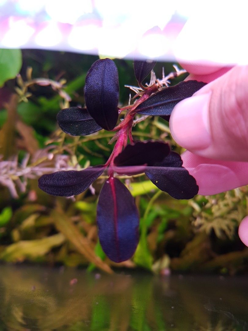 Bucephalandra Sp. Neo 2015, Pet Supplies, Homes & Other Pet Accessories ...