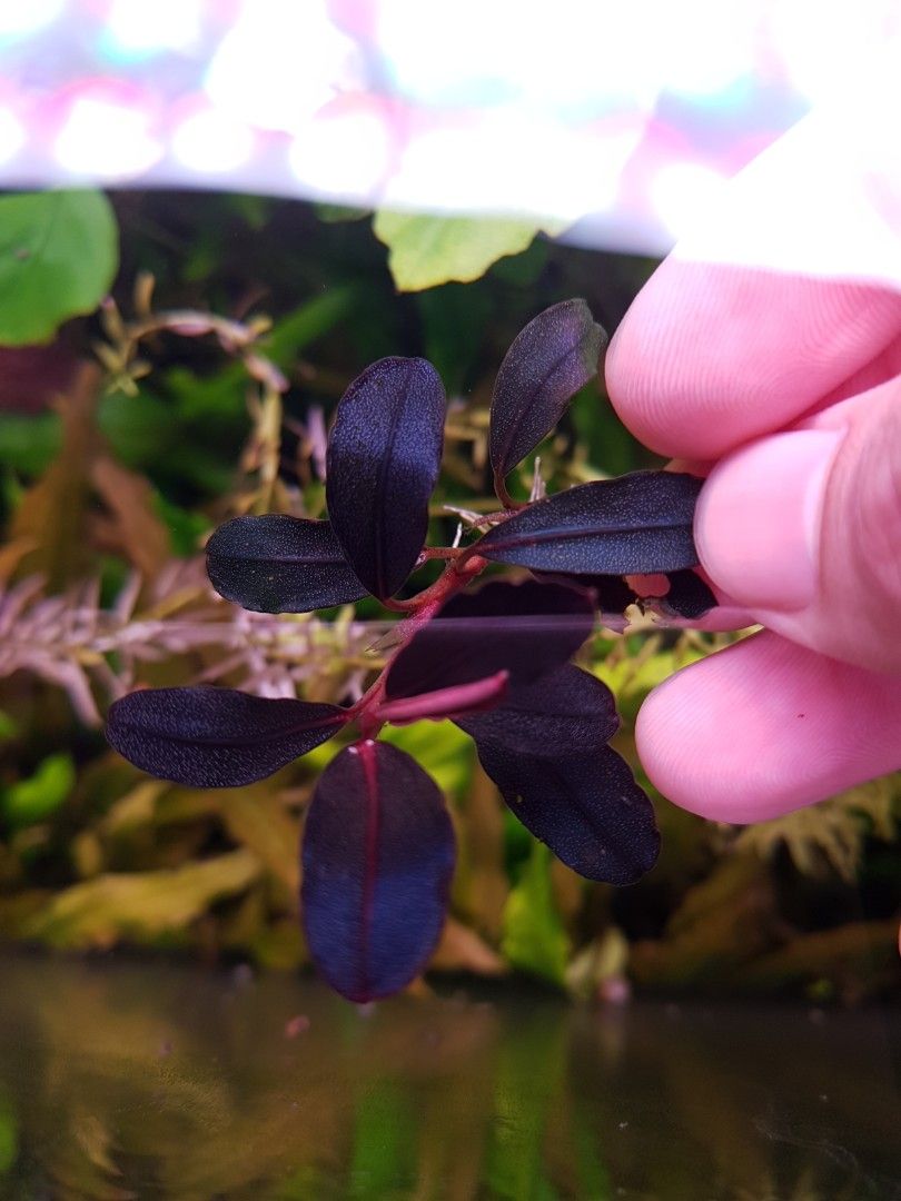 Bucephalandra Sp. Neo 2015, Pet Supplies, Homes & Other Pet Accessories ...