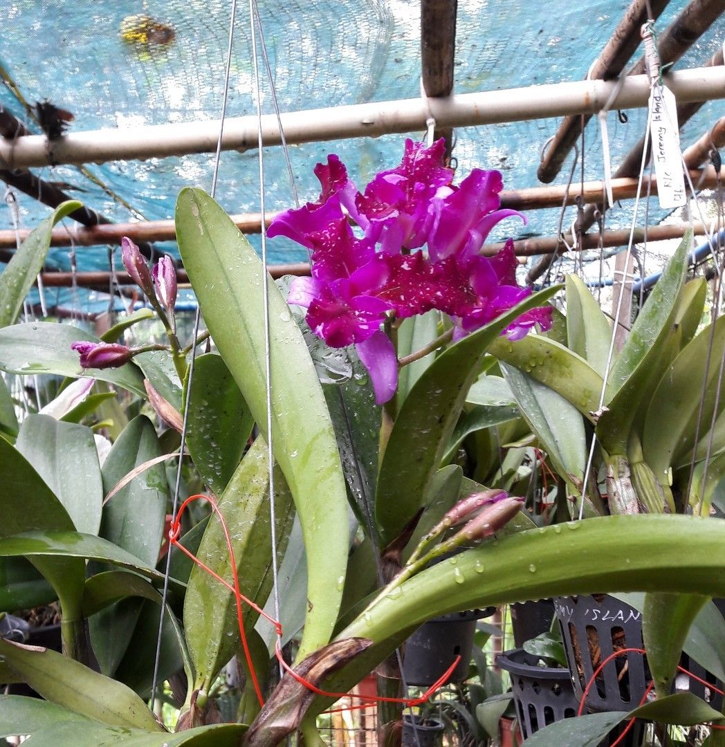 Cattleya orchid plant, Furniture & Home Living, Gardening, Pots ...